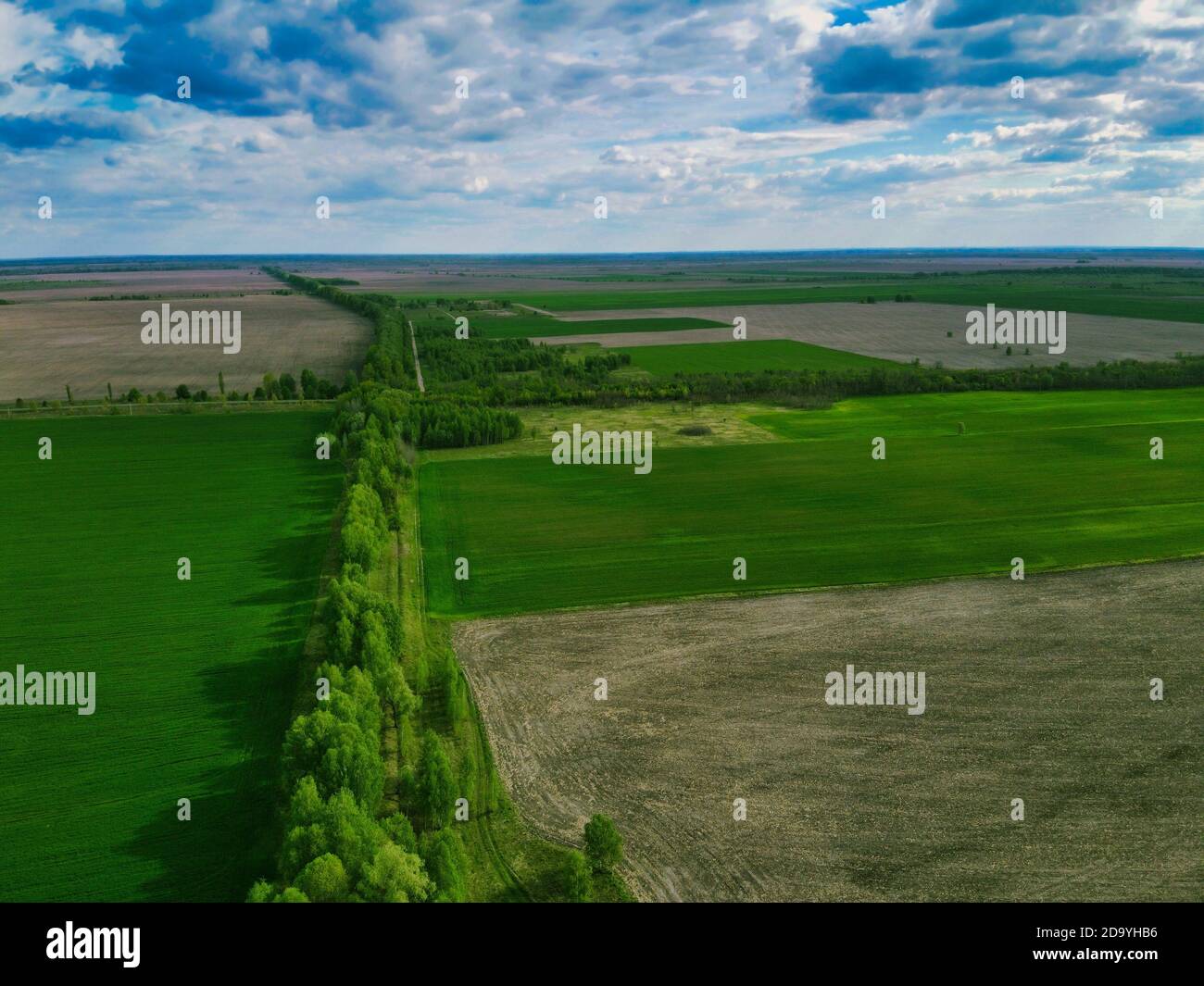 Two fields separated by a forest belt, aerial view. Agricultural ...