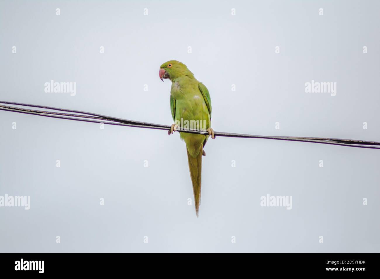 Parrots, also known as psittacines, are birds of the roughly 393 ...