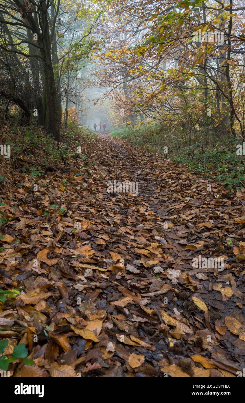 People walking on a bridleway through a typical woodland in Sherwood ...