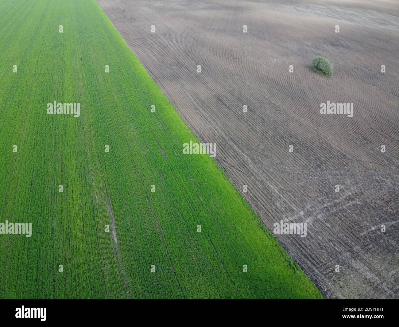 A small bush on arable field, aerial view. Sown agricultural field ...