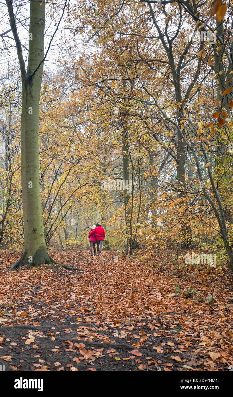 People walking on a bridleway through a typical woodland in Sherwood ...