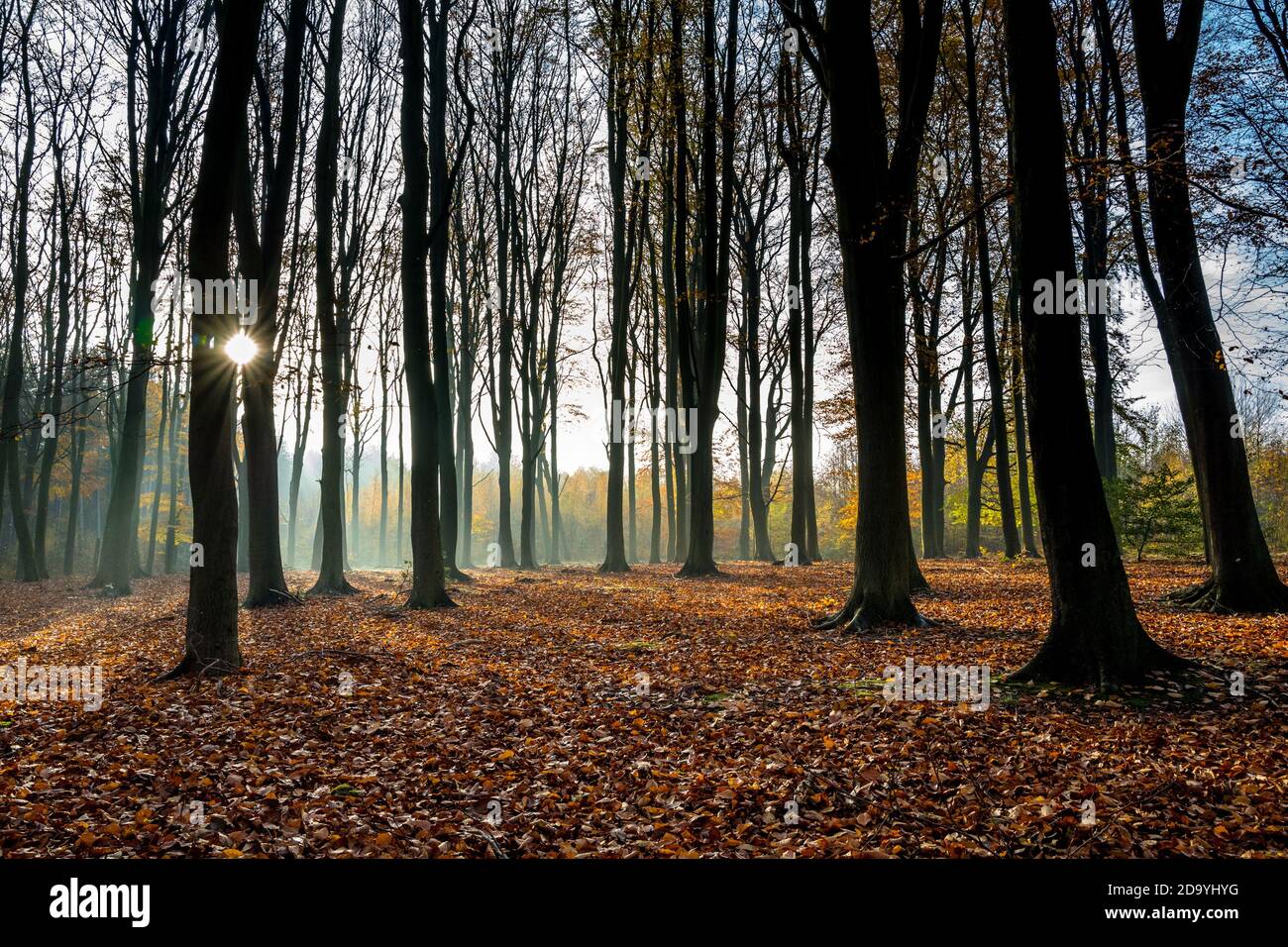 Typical woodland in Sherwood Forest of deciduous trees Stock Photo - Alamy