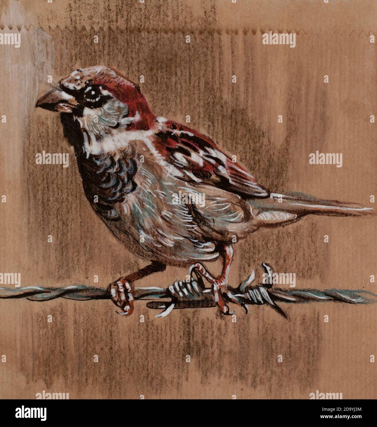 Sparrow bird original artwork drawing charcoal over brown paper Stock ...