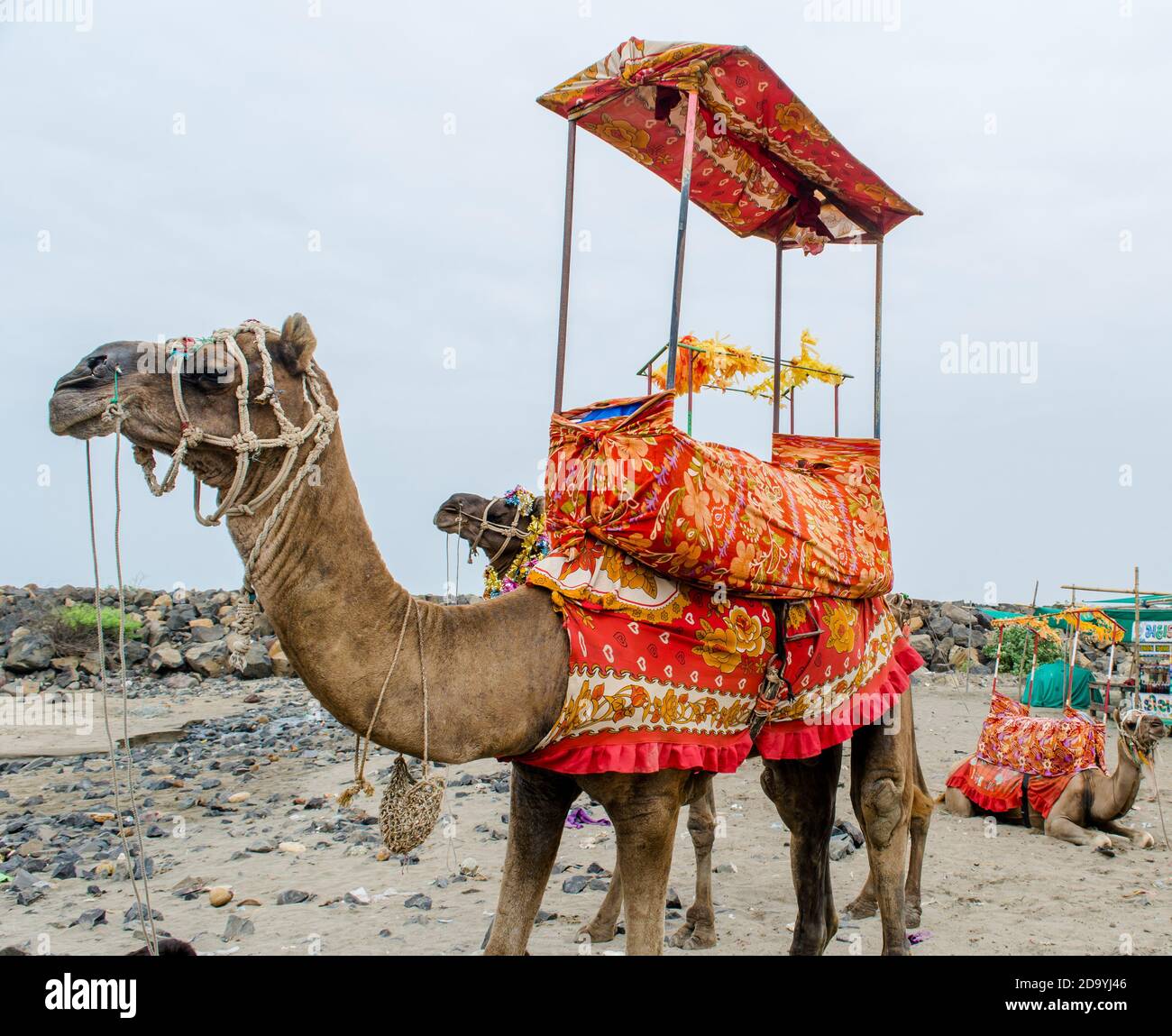 camel on sea beach of somnath temple of somenath Gujarat India Stock ...