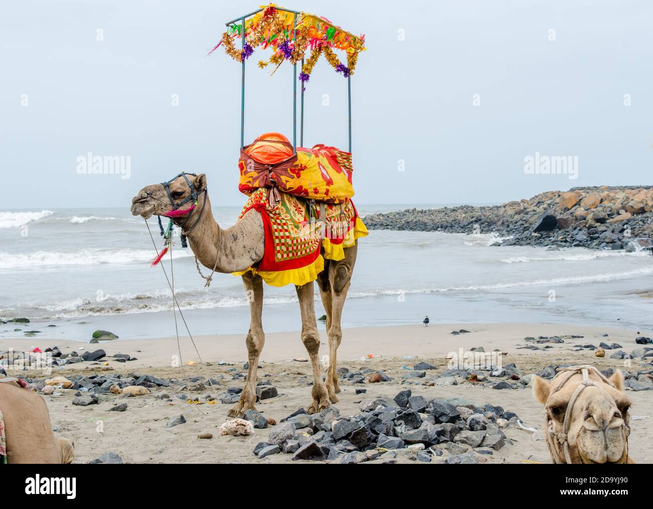 Camel india gujarat hi-res stock photography and images - Alamy
