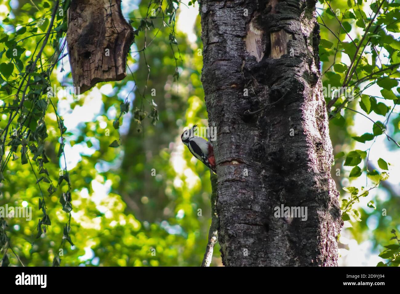 UK Summer Time - Nature Stock Photo - Alamy
