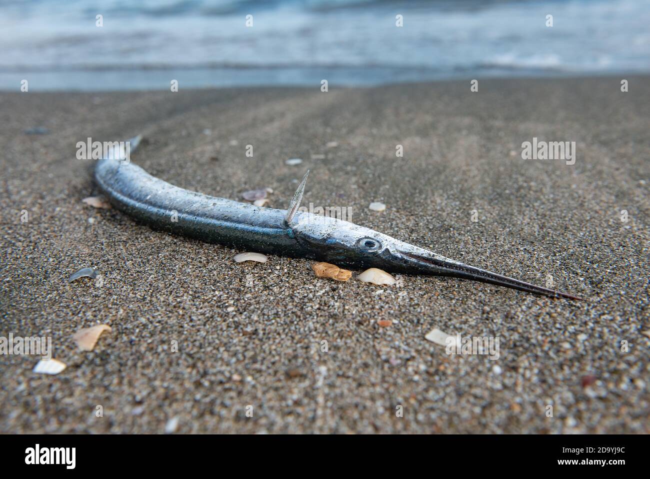 A dead Gar fish washed up on the beach of the Black Sea in Bulgaria ...