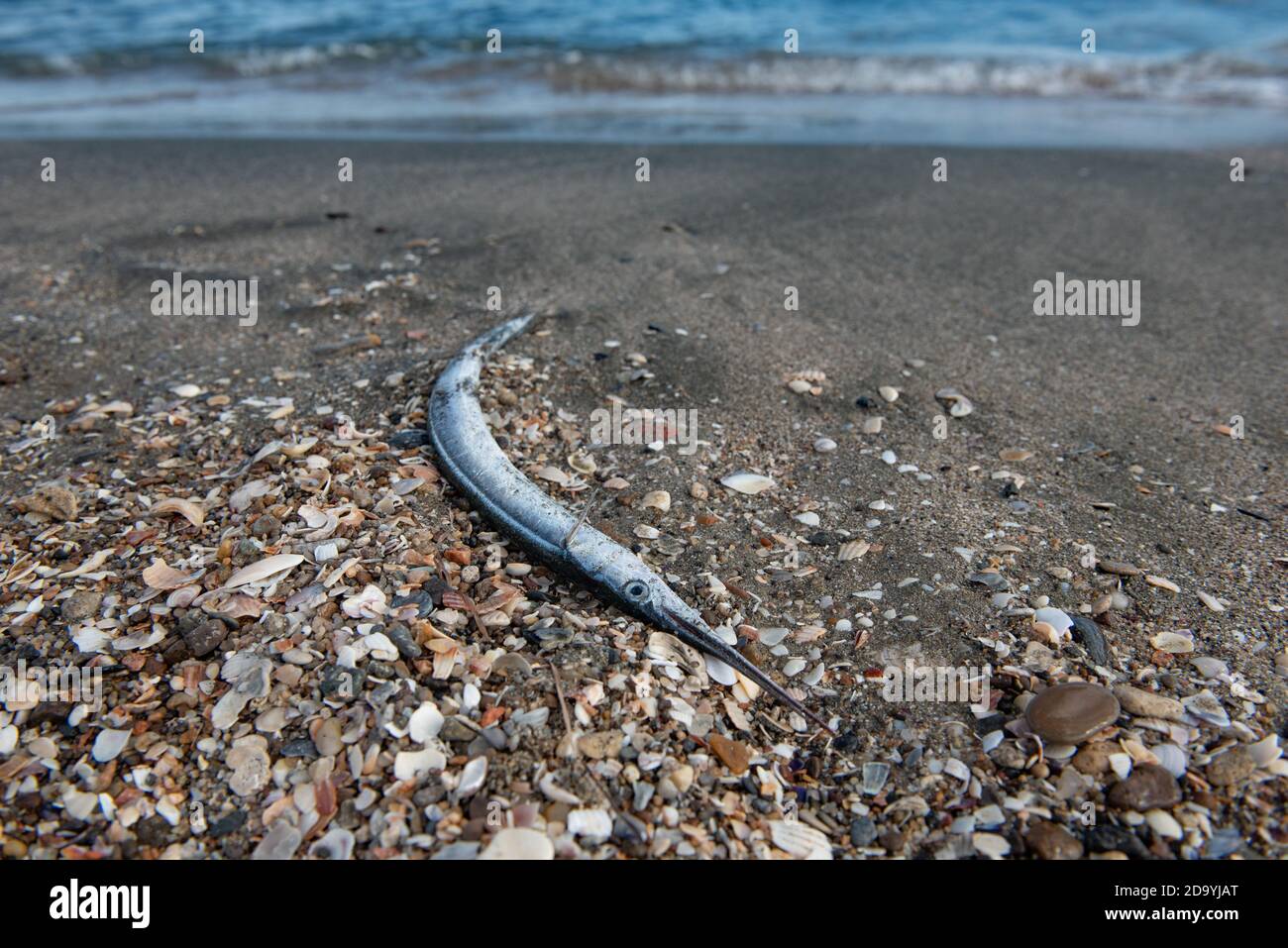 Gar fish hi-res stock photography and images - Alamy