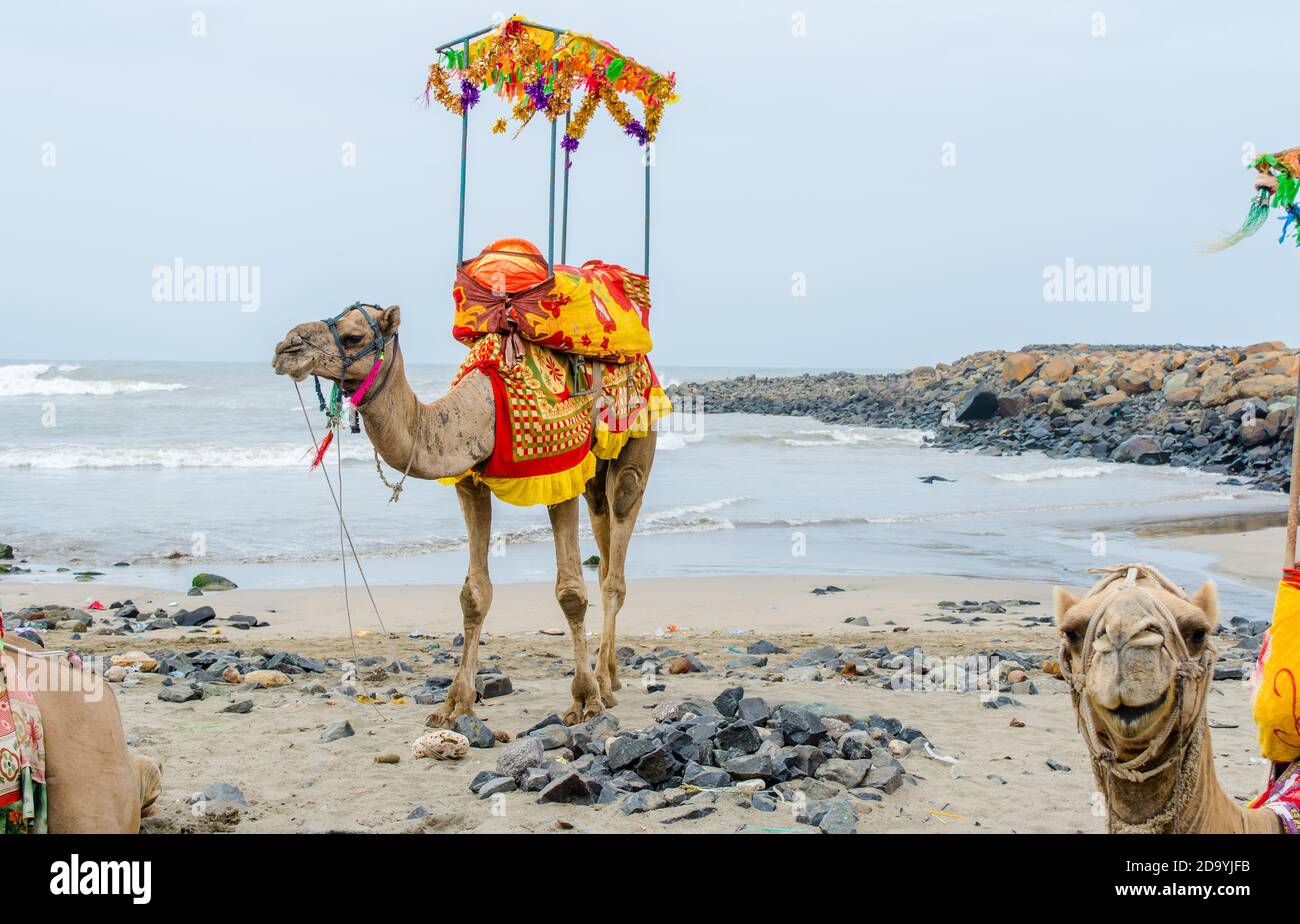 camel on sea beach of somnath temple of somenath Gujarat India Stock ...