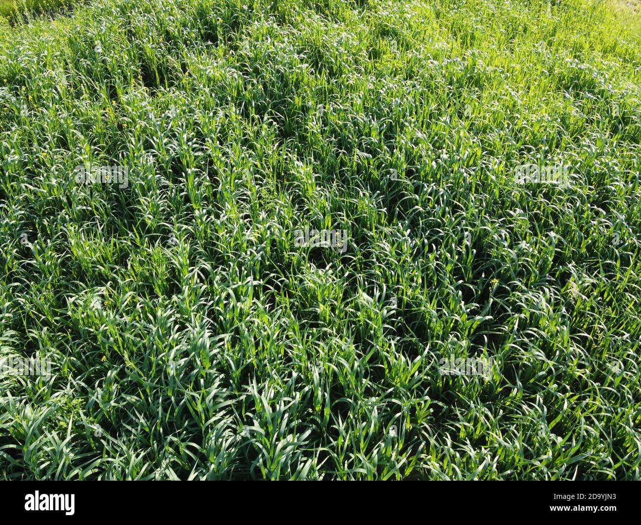 Tall green grass top view. Natural background Stock Photo - Alamy