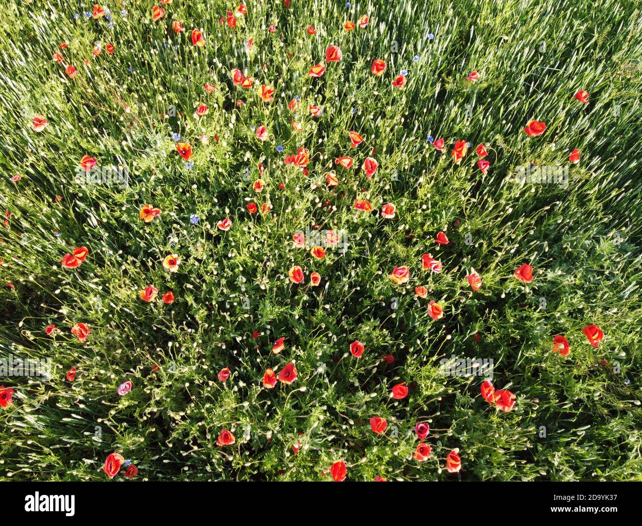 Poppies on wheat field background hi-res stock photography and images ...
