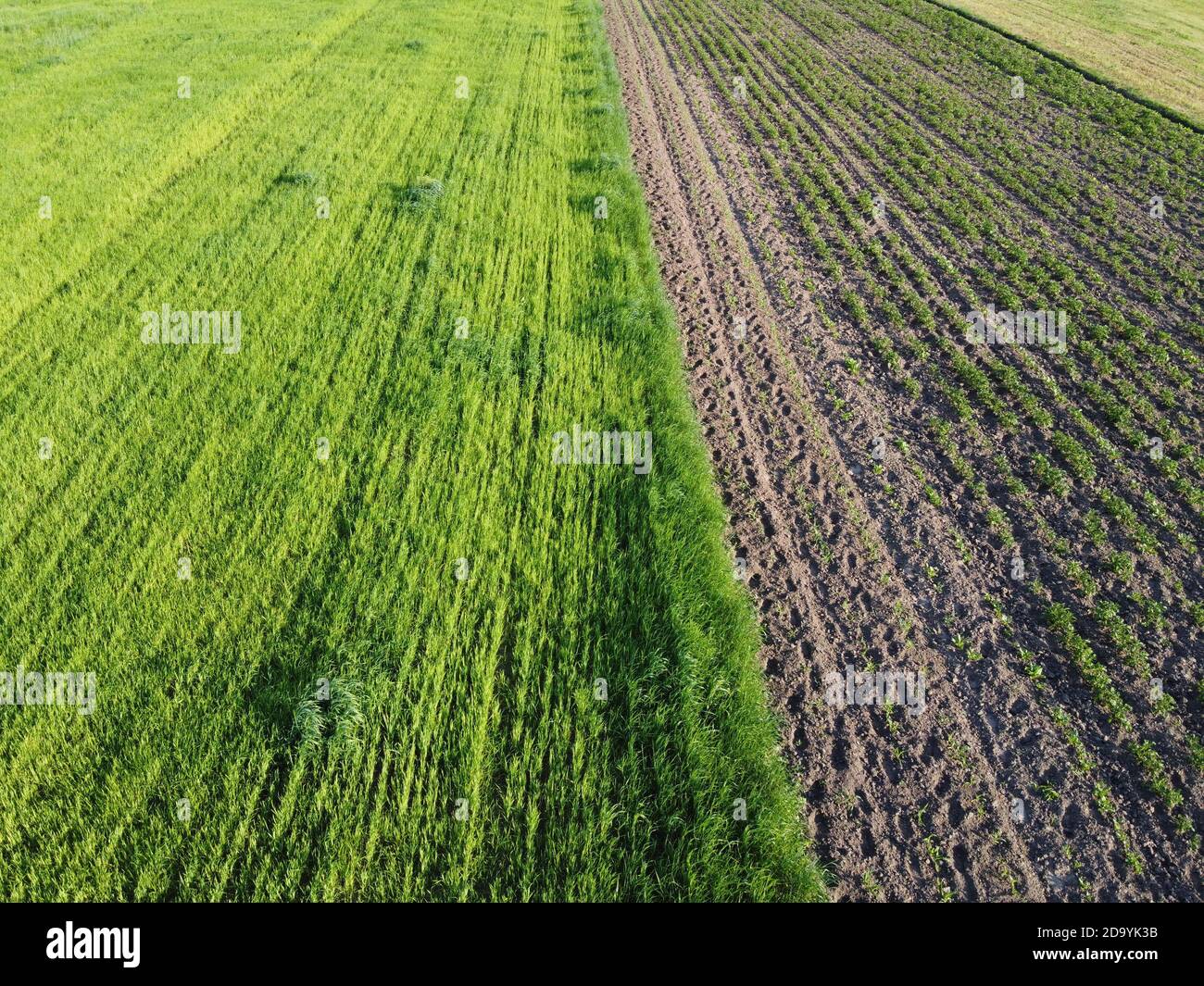 Aerial green potato field hi-res stock photography and images - Alamy
