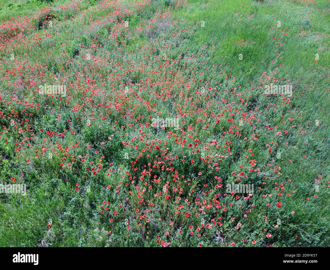 Red poppies bloom among field herbs in sunny weather, aerial view Stock ...