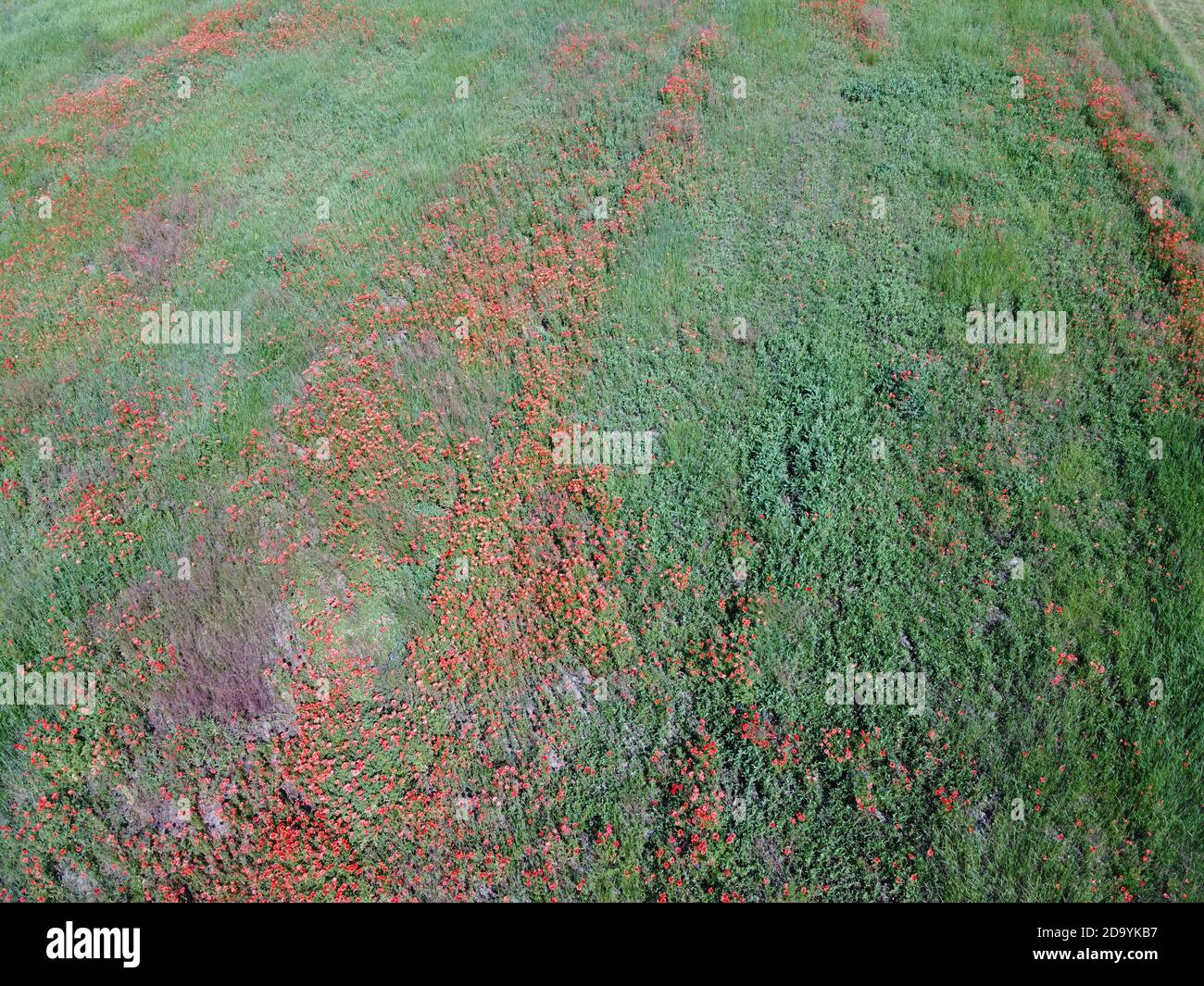 Many poppies bloom in the field on a sunny day, aerial view Stock Photo ...