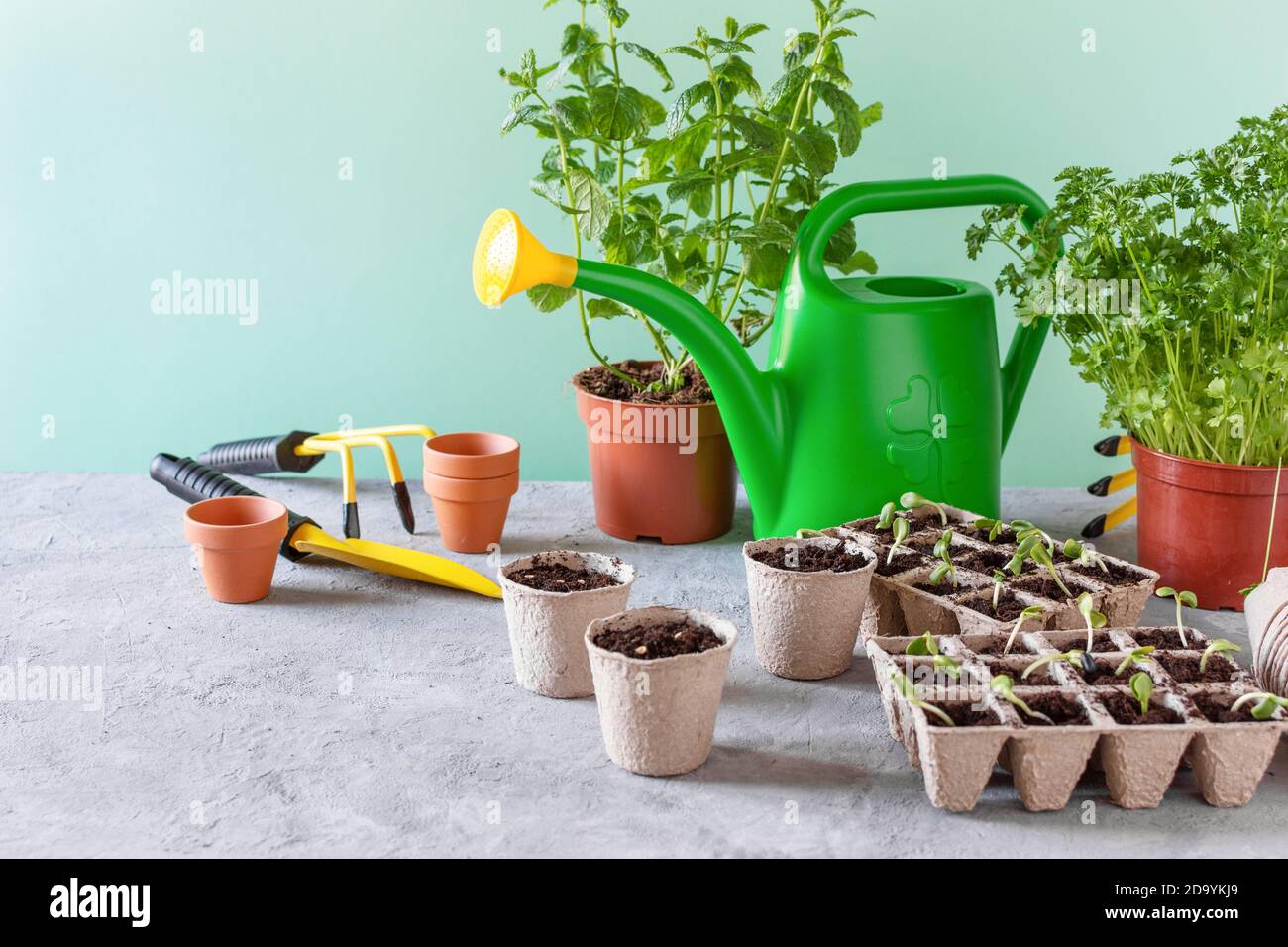 Growing plants in a germinating boxes for sprouts. Home greenhouse ...