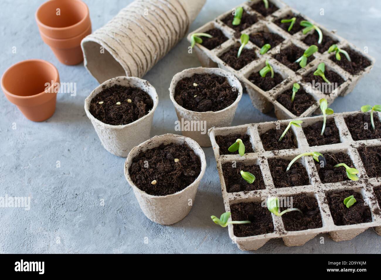 Growing plants in a germinating boxes for sprouts. Home greenhouse ...