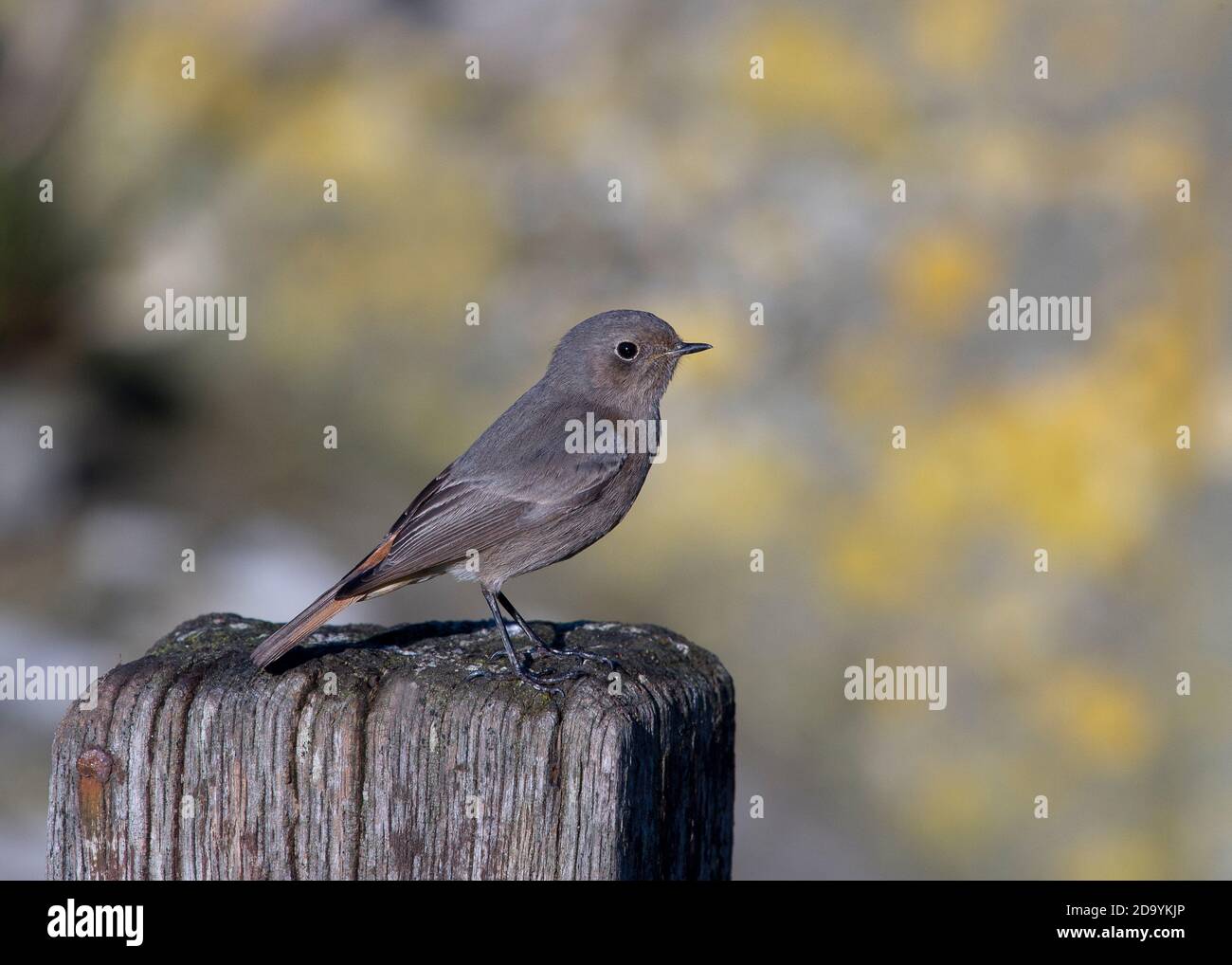 Juvenile male redstart hi-res stock photography and images - Alamy
