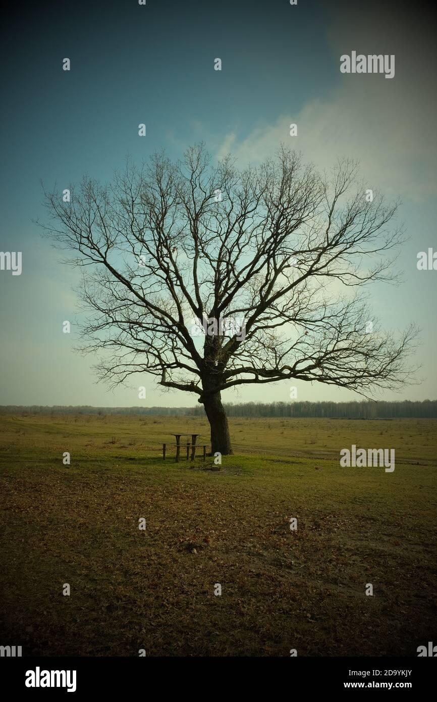 A beautiful branchy tree in the plain. Landscape. Vignette Stock Photo ...