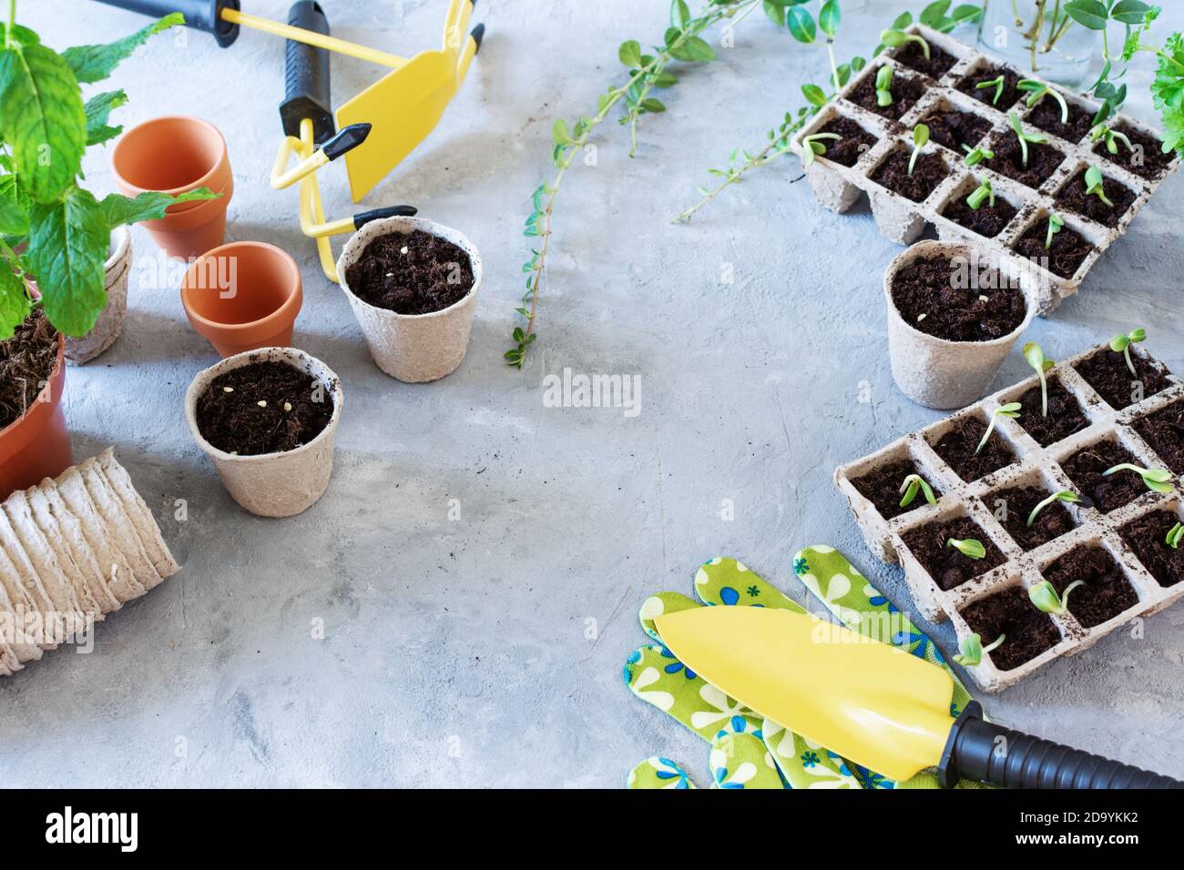 Growing plants in a germinating boxes for sprouts. Home greenhouse ...
