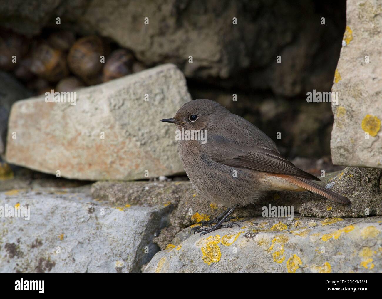Juvenile male redstart hi-res stock photography and images - Alamy
