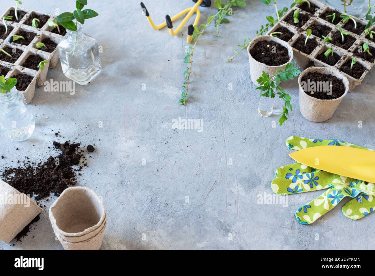Growing plants in a germinating boxes for sprouts. Home greenhouse ...