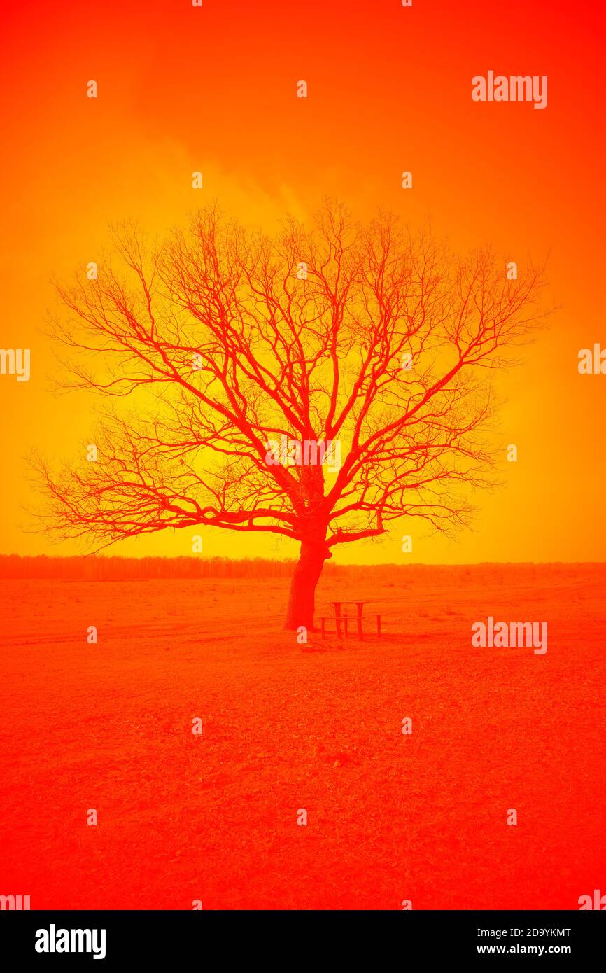 A beautiful branchy tree in the plain. Landscape. Saturated bright ...
