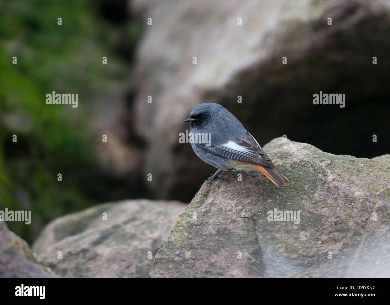 Juvenile male redstart hi-res stock photography and images - Alamy