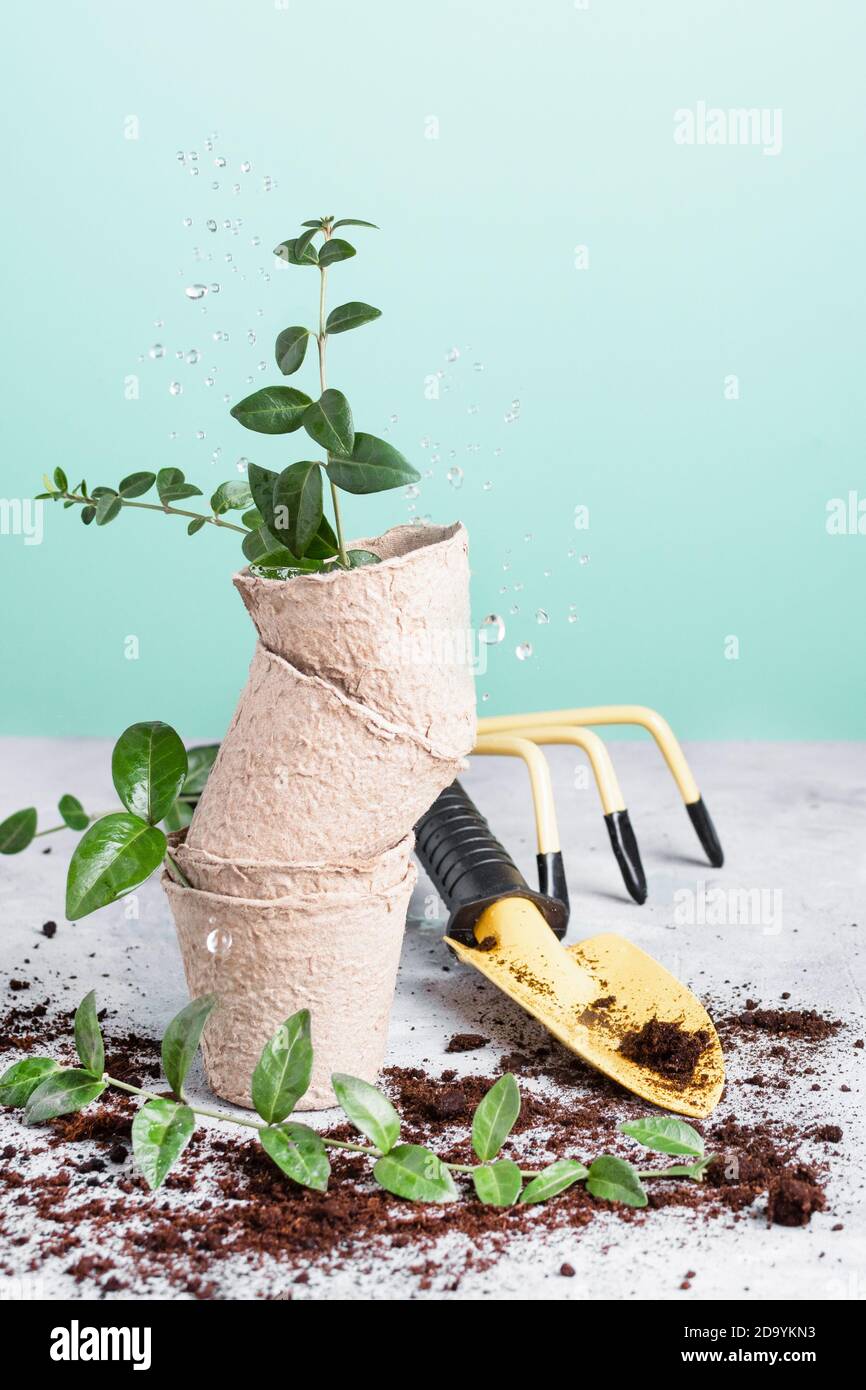 Growing plants in a germinating eco friendly containers for sprouts ...