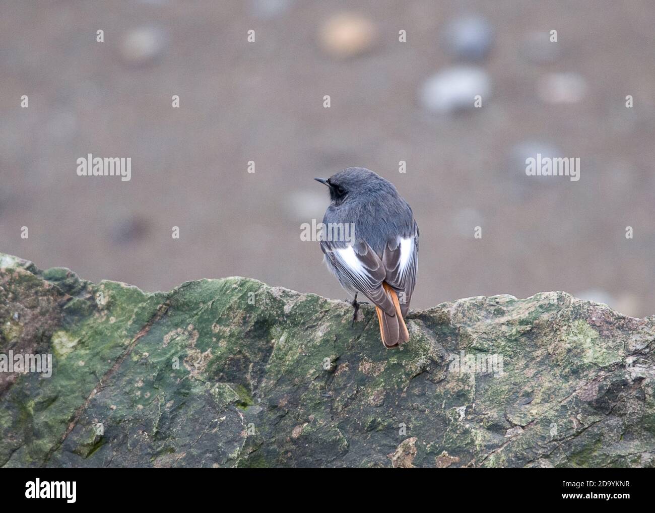 Juvenile male redstart hi-res stock photography and images - Alamy