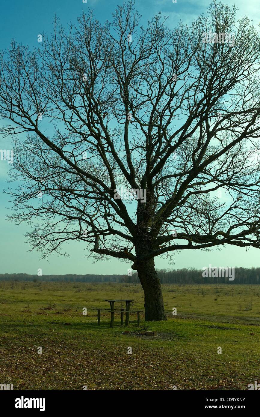 Plain tree hi-res stock photography and images - Alamy