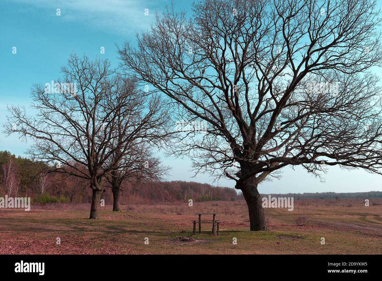Two beautiful branched trees at the edge of the forest. Spring ...