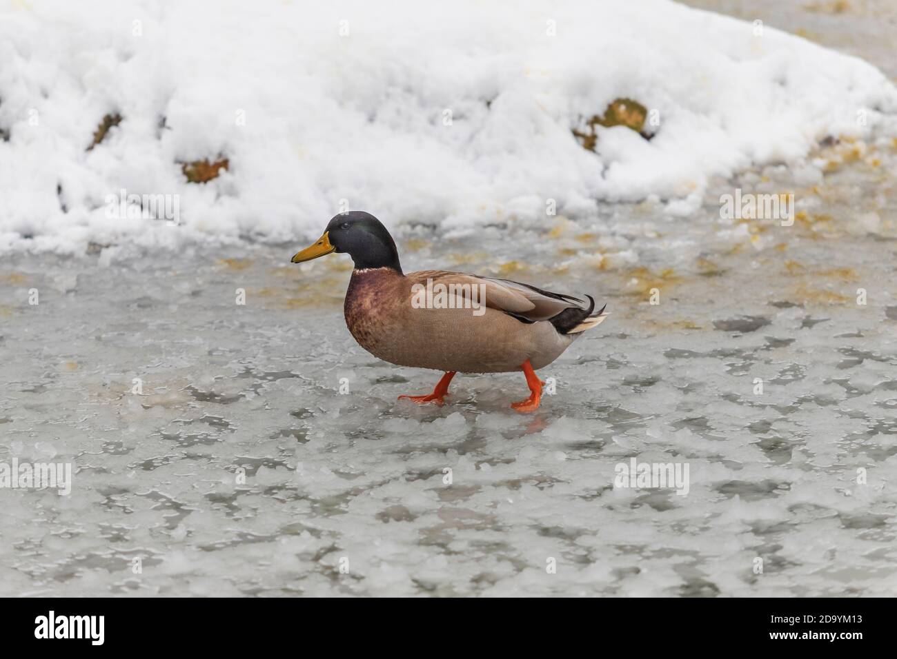 Dive positions hi-res stock photography and images - Alamy