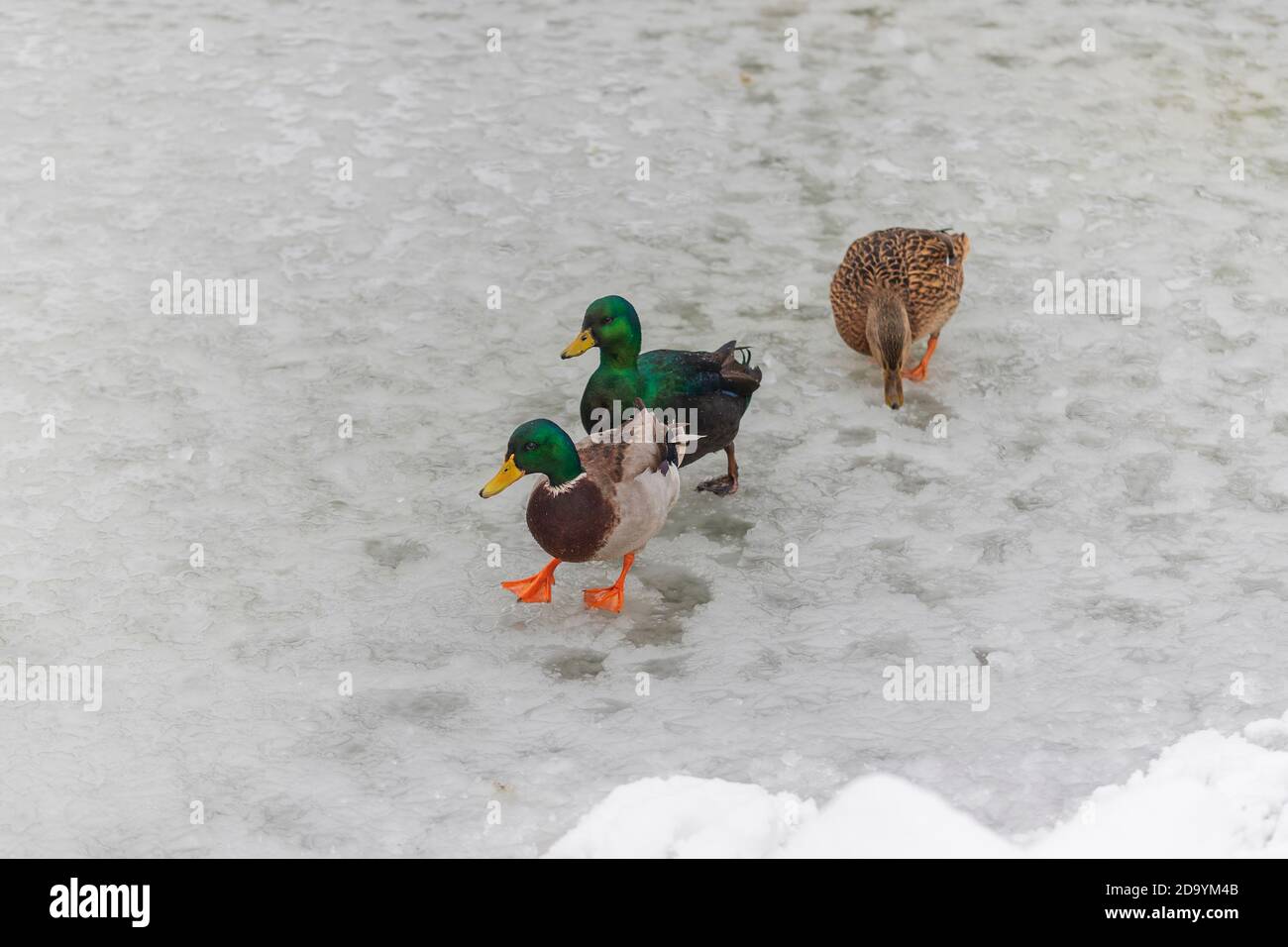Beautiful ducks on a frozen pond in different positions Stock Photo - Alamy
