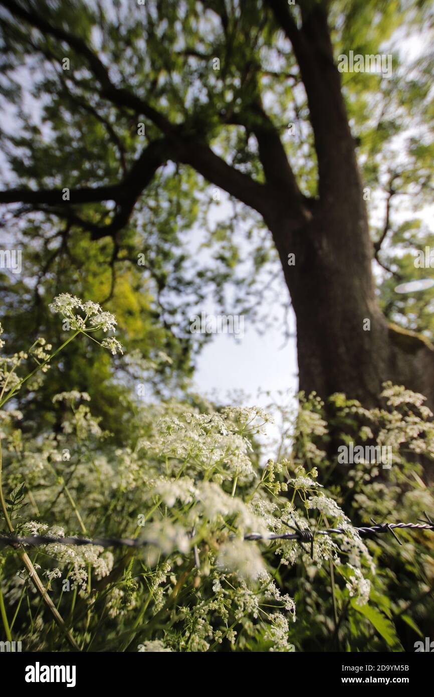 UK Summer Time - Nature Stock Photo - Alamy