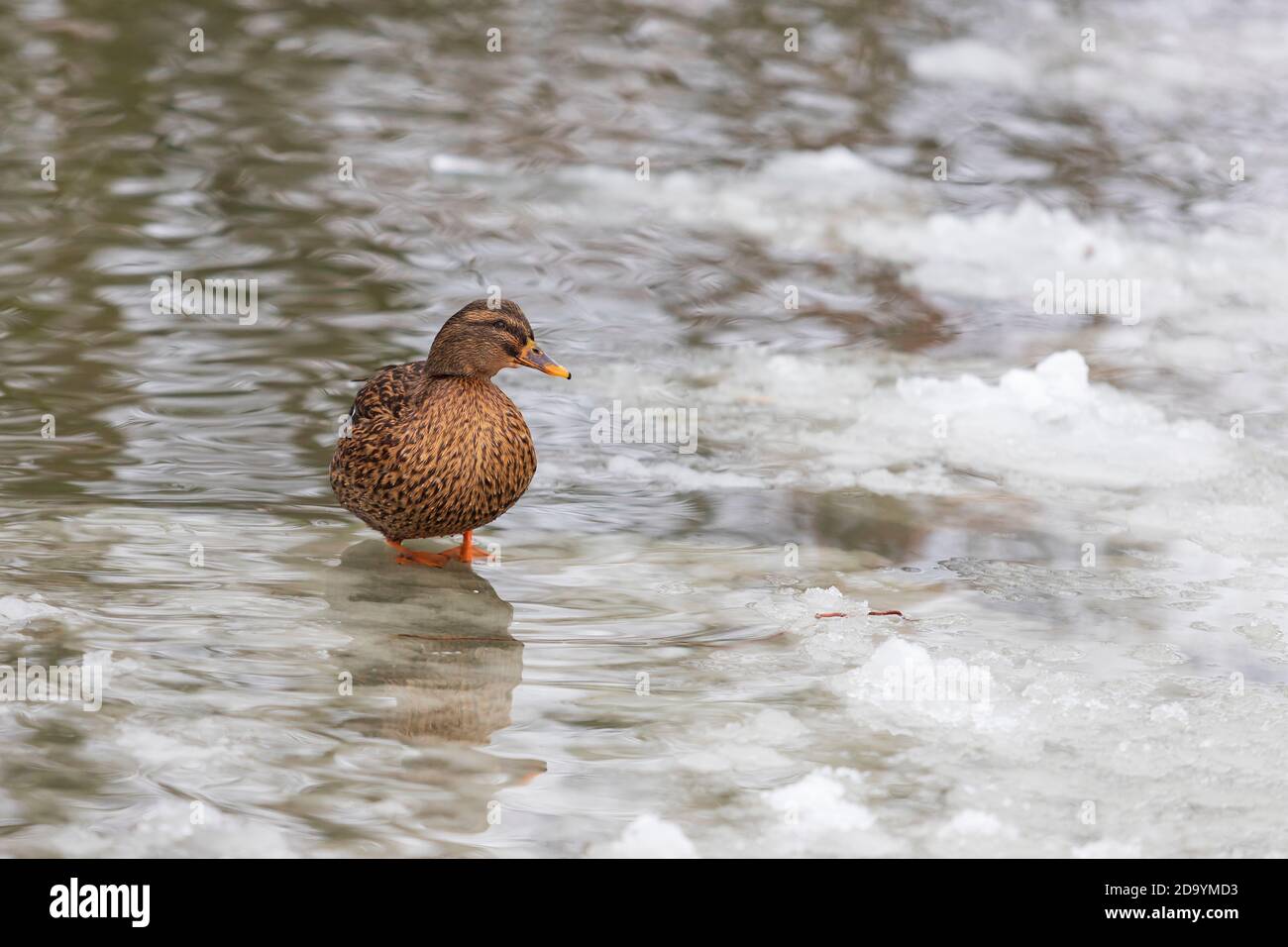 Beautiful ducks on a frozen pond in different positions Stock Photo - Alamy