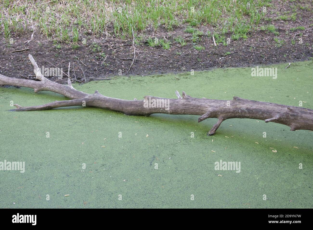 The trunk of a tree lies in swampy water. An old tree in a swamp Stock ...