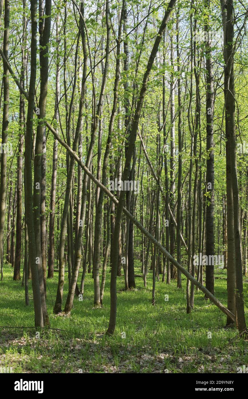 Trees in the spring deciduous forest. Beautiful shady forest Stock ...