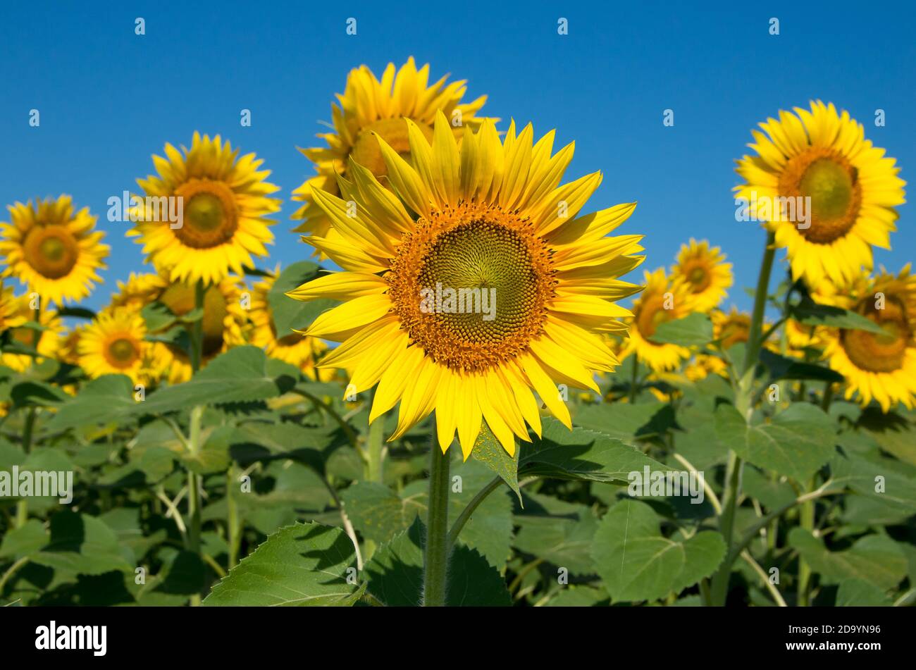 Sunflower oilseed plant Stock Photo - Alamy