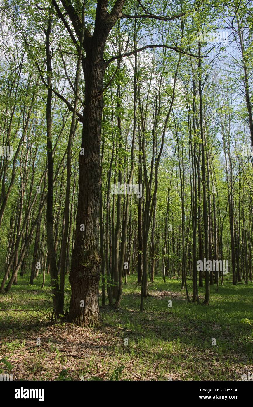 Trees in the spring deciduous forest. Beautiful shady forest Stock ...