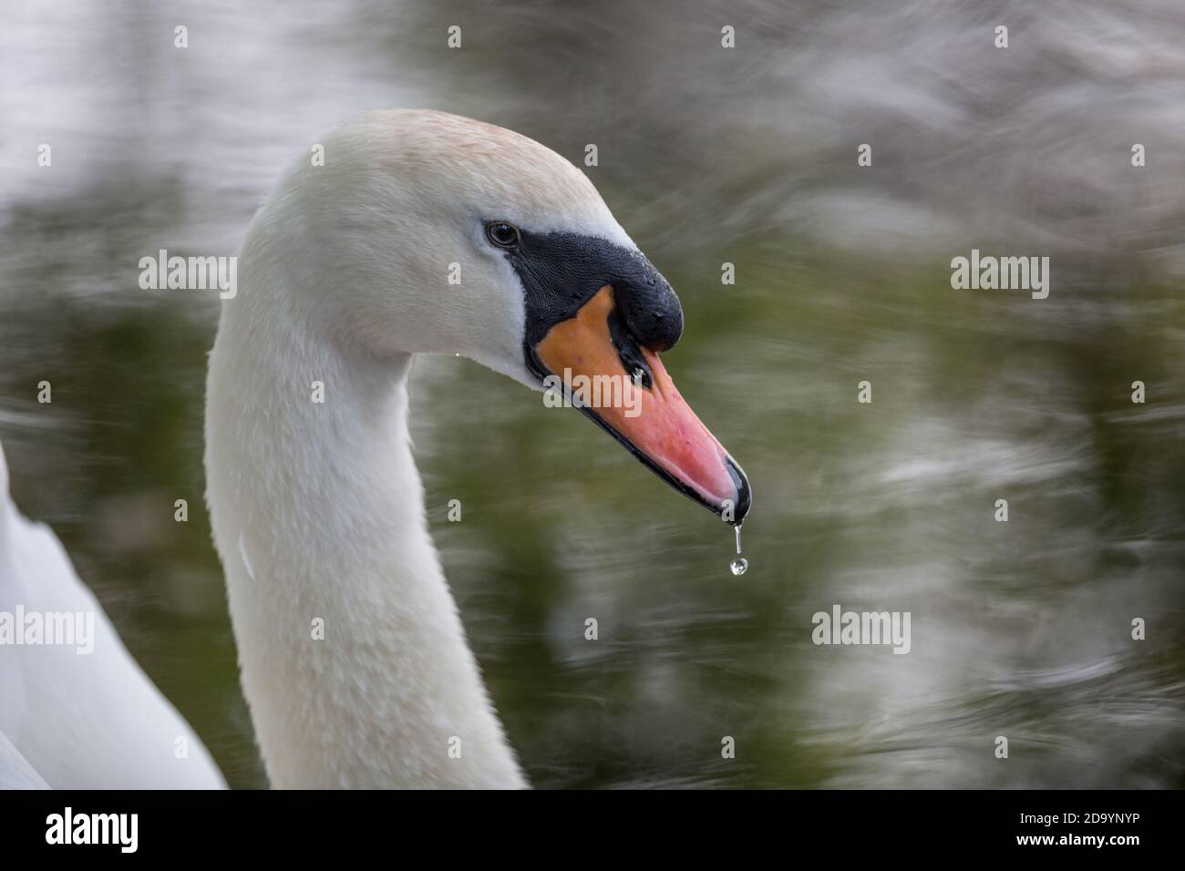 The head of a mute swan with a water droplet coming from it's beak ...