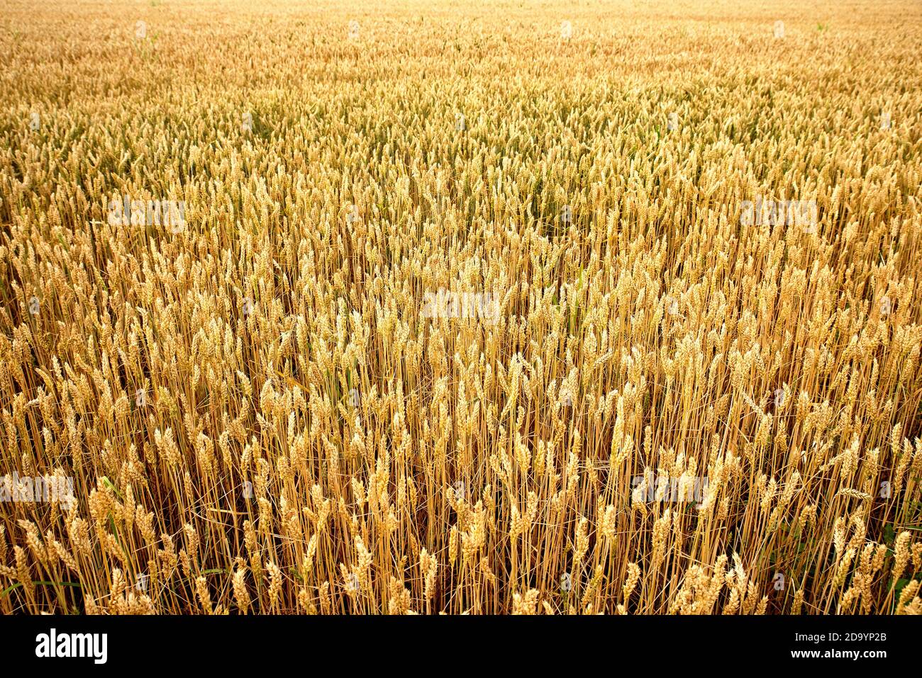 Time for harvest grain. Growing Wheat Stock Photo - Alamy