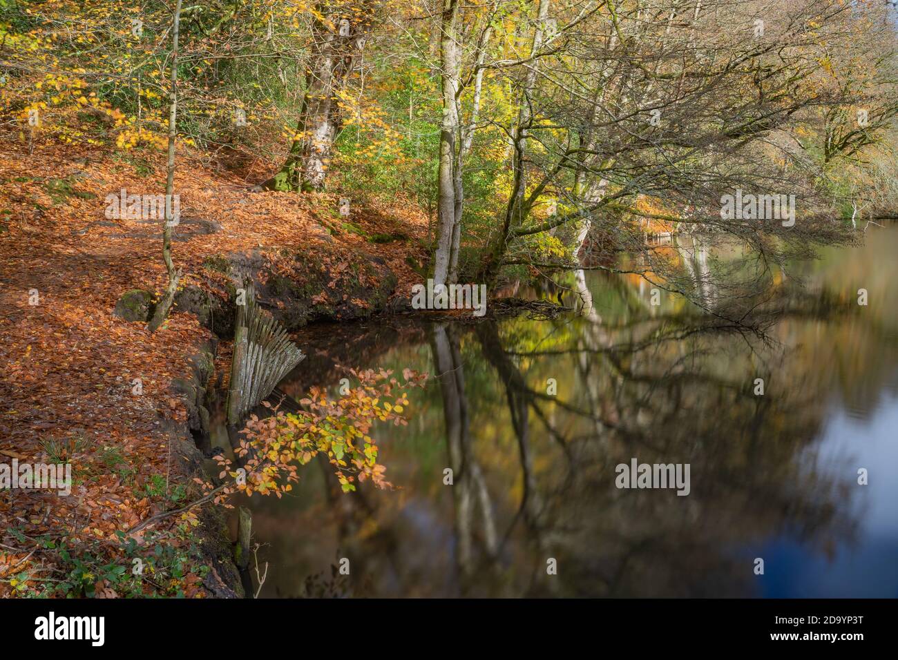 Reflective autumnal moments at Waggoners Wells near Grayshott and ...