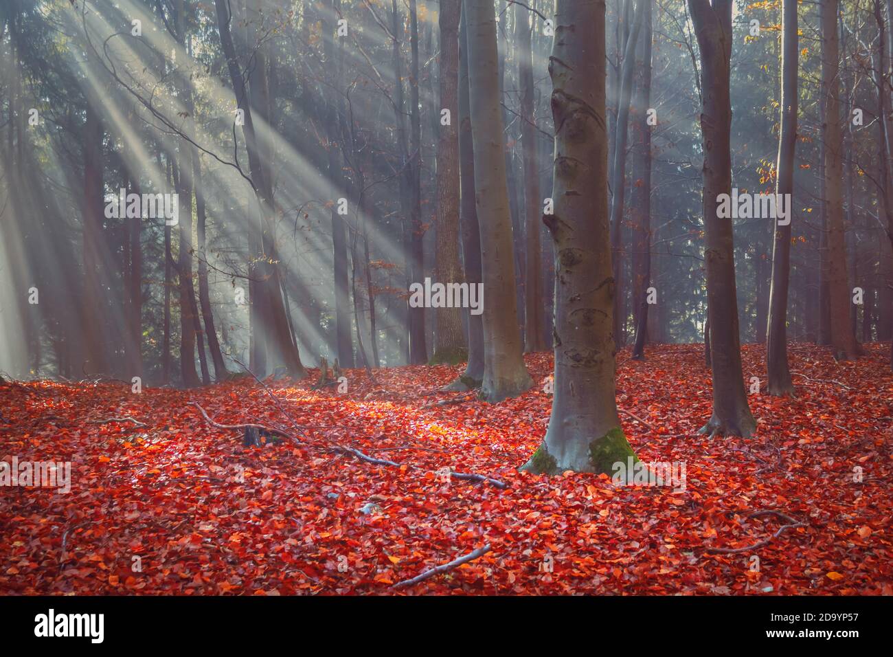 Dark forest sun rays hi-res stock photography and images - Alamy
