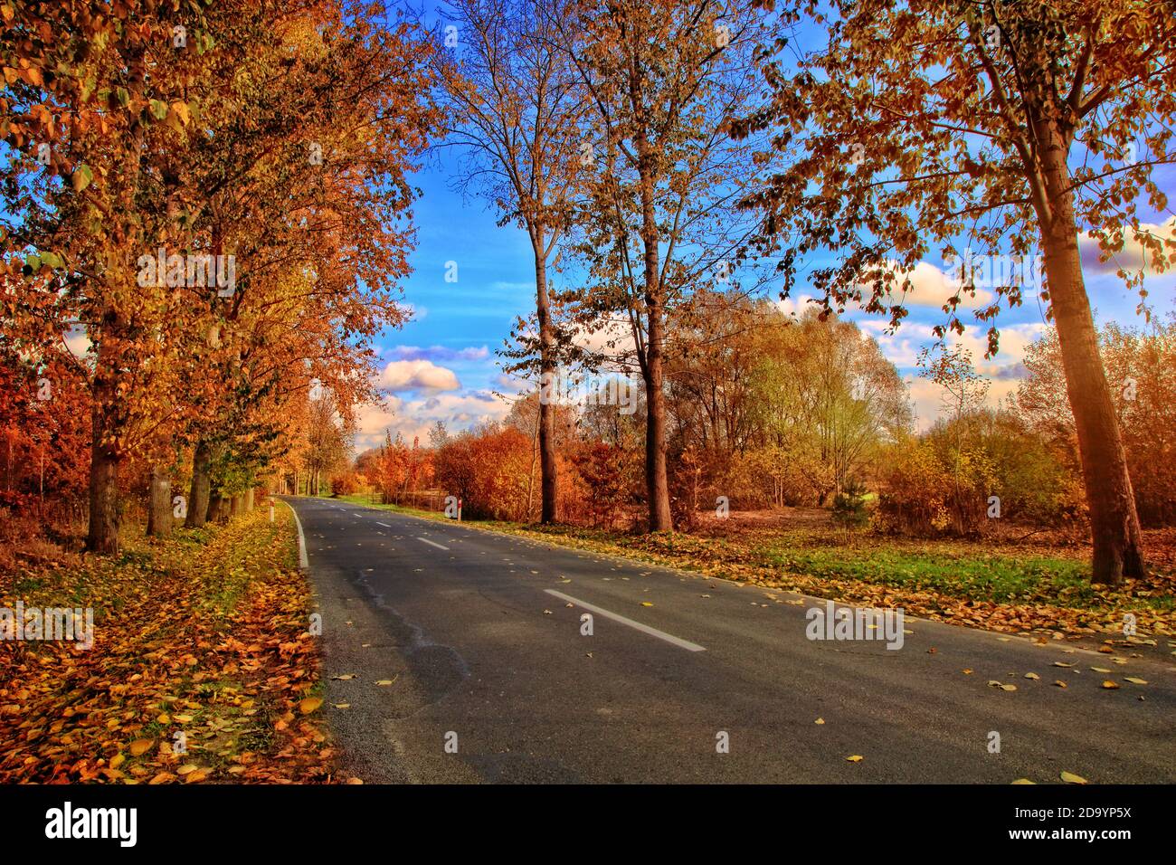 beautiful golden sunny autumn and empty road landscape Stock Photo - Alamy
