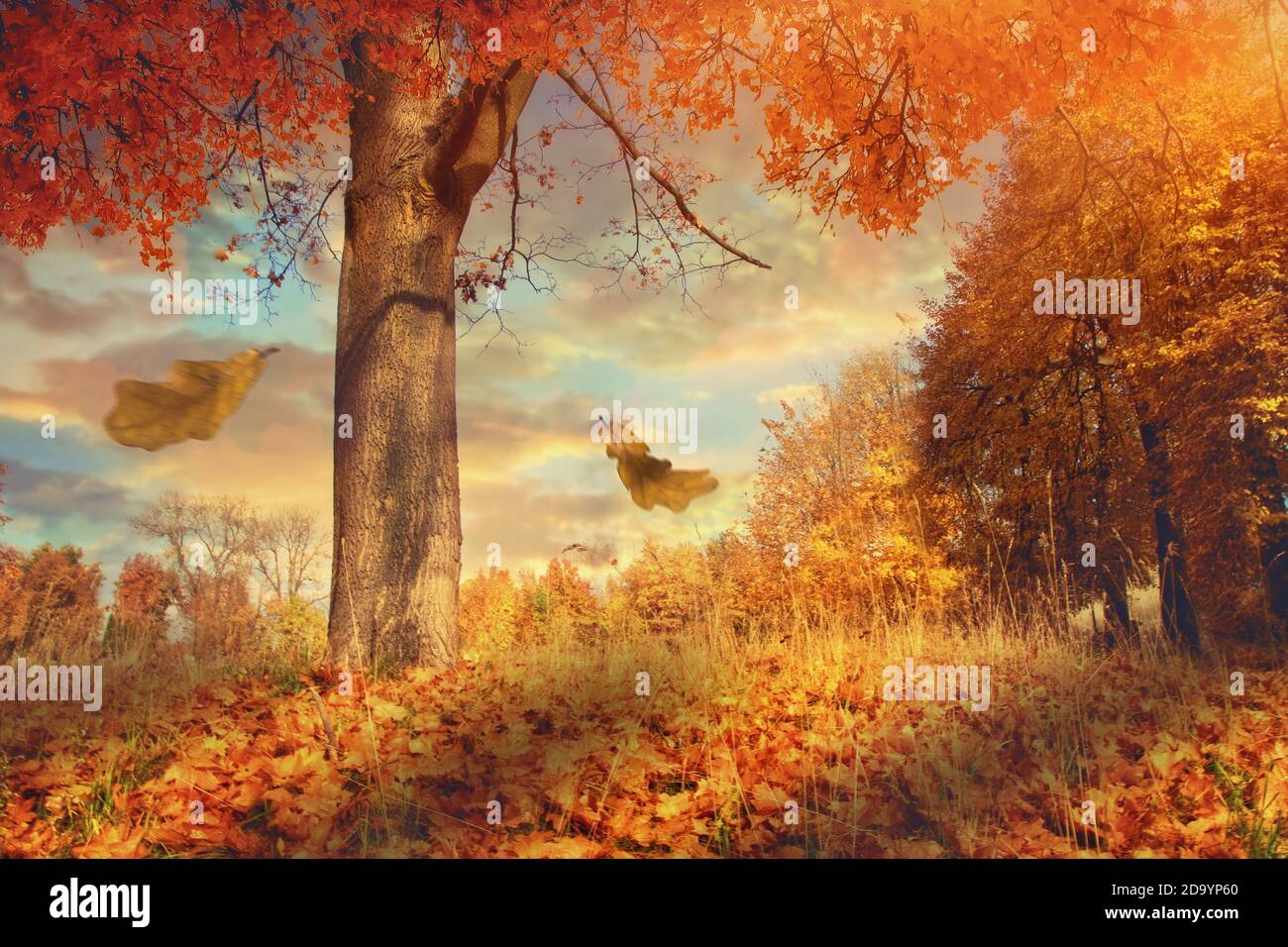 colorful autumn scene with trees and falling leaves Stock Photo - Alamy