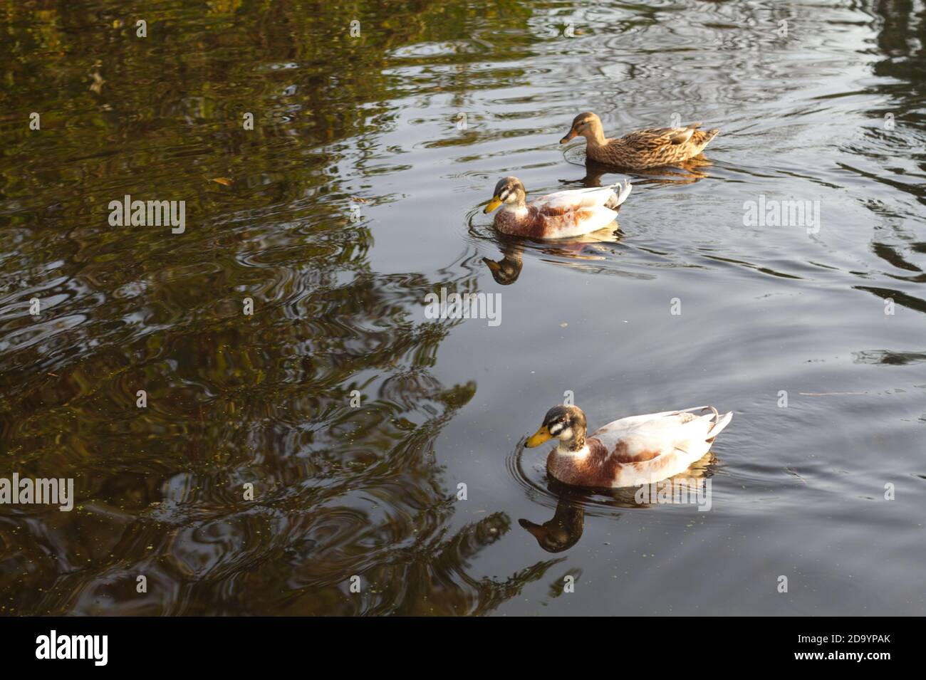 Pond birds uk hi-res stock photography and images - Alamy