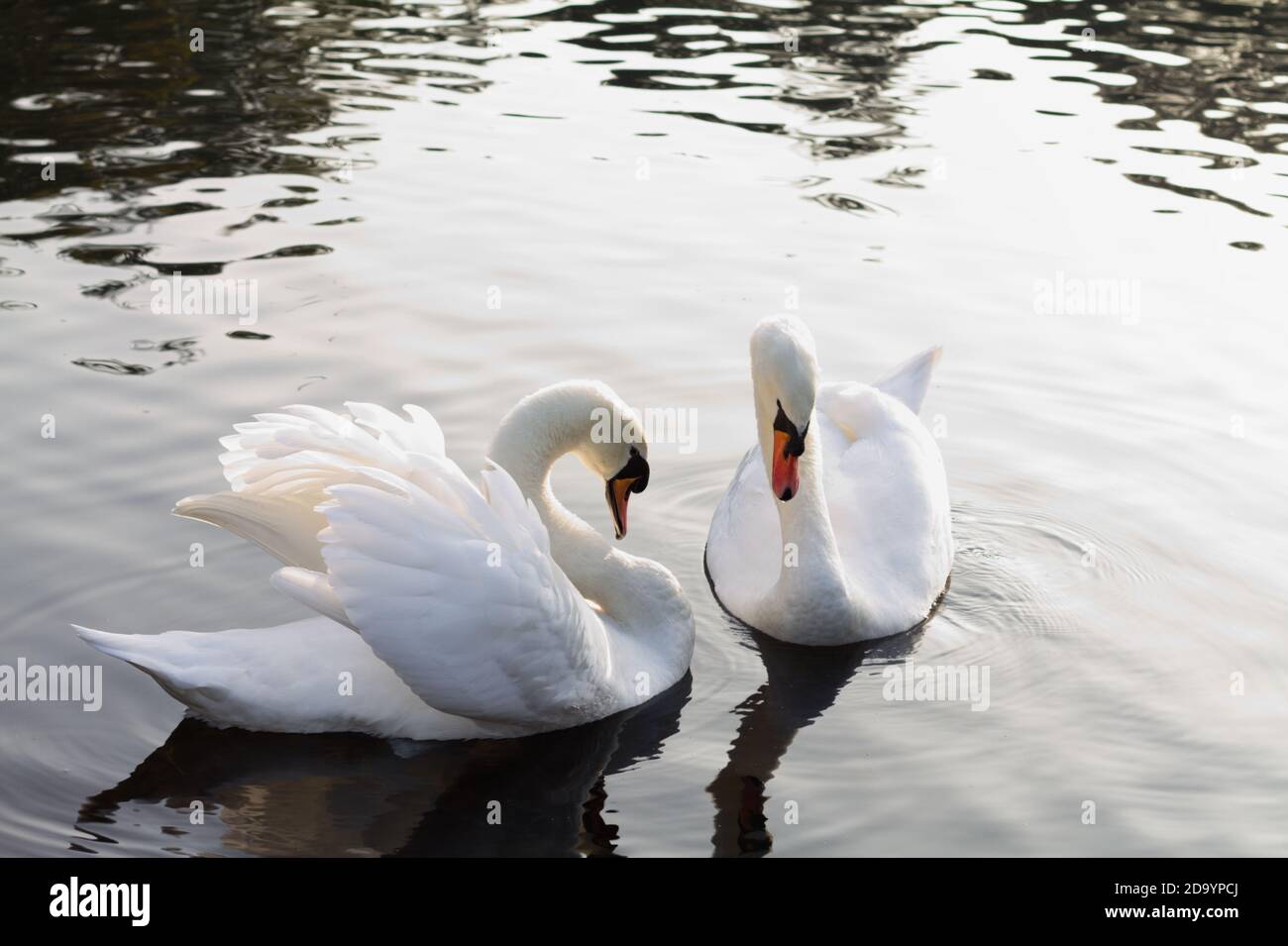 A pair of mute swans together on a pond Stock Photo - Alamy