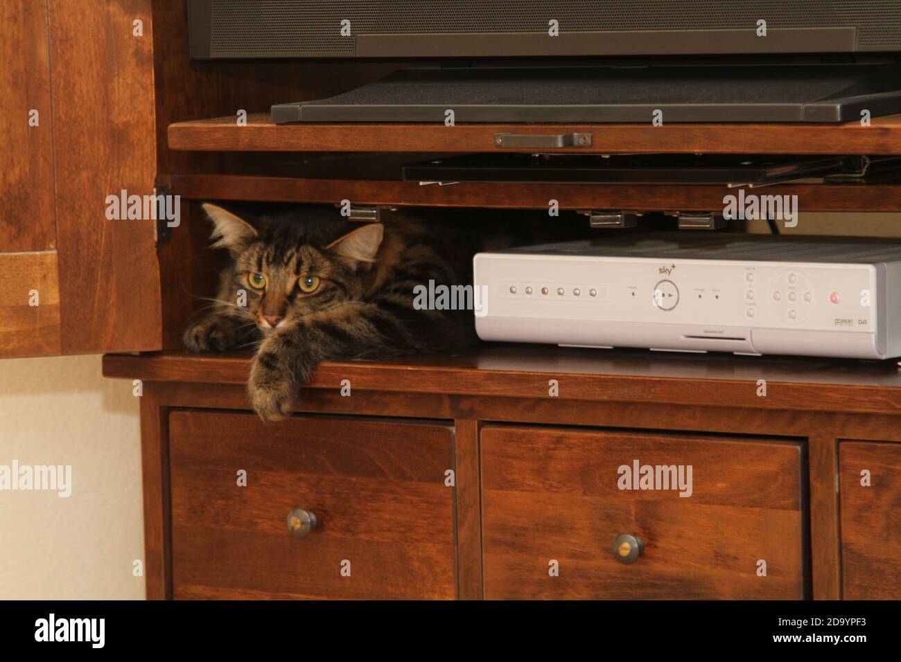 Tabby Cat in TV cabinet Stock Photo - Alamy