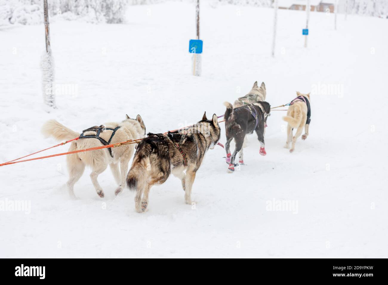 Dogging hi-res stock photography and images - Alamy