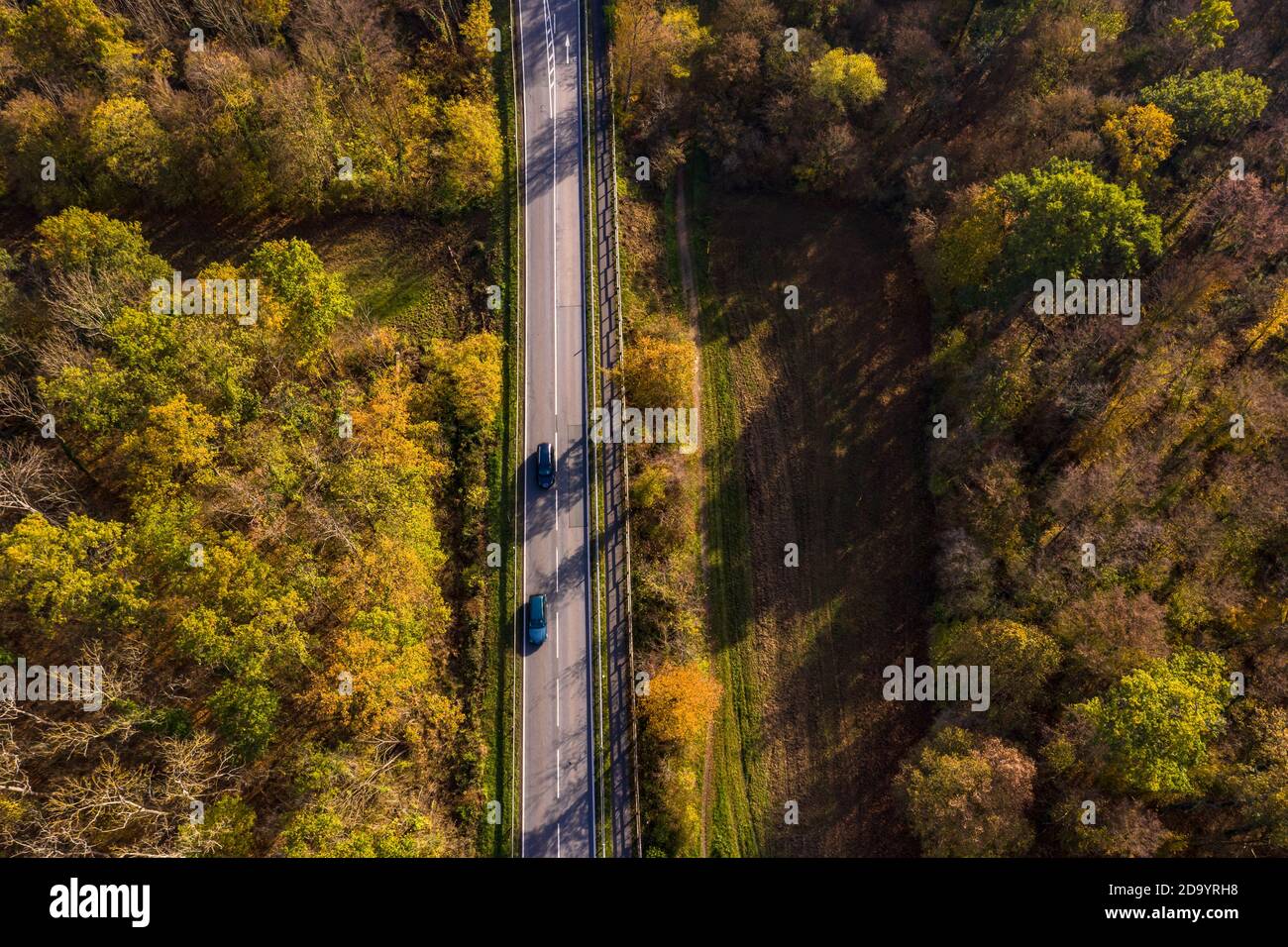 Fast traffic in the forest is a threat to the environment and wild ...